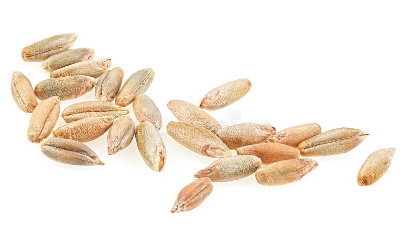Group of Rye Grains Isolated on White Background. Macro Stock Photo ...