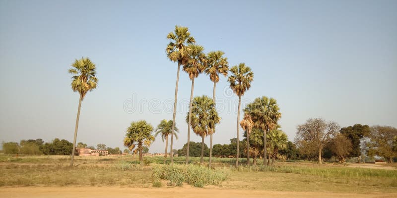 The group of trees stock photo. Image of trees, group - 143306506