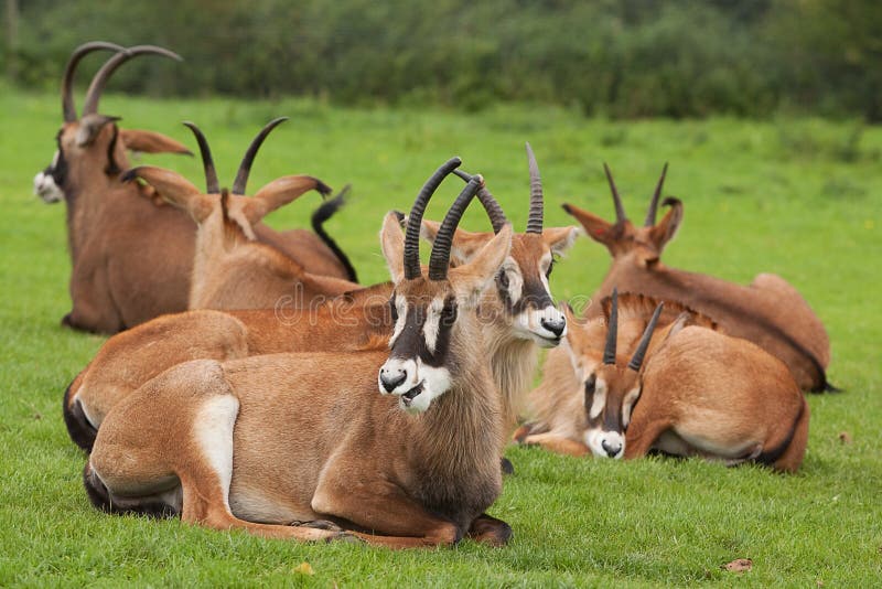 Sable Antelope Group stock image. Image of oryx, herbivorous - 65352925
