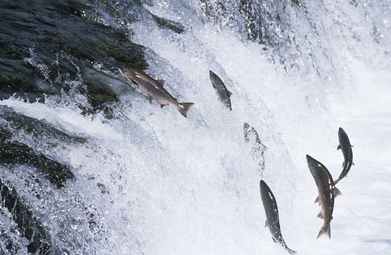 818 Fish Jumping Waterfall Stock Photos - Free & Royalty-Free Stock ...