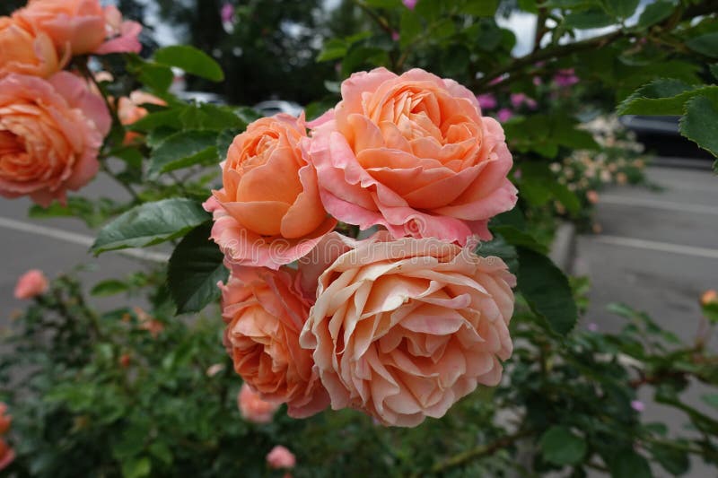 Group of Salmon Pink Flowers of Roses Stock Photo - Image of leaf ...