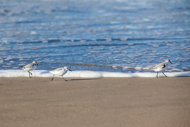A Group of Sanderling Stand on a Beach Stock Image - Image of ...