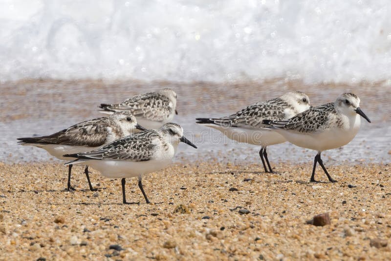 A Group of Sandpiper in the Beach. Stock Image - Image of sandpiper ...