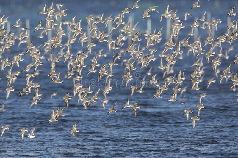 Group of Sandpiper Flying in the Coast. Stock Photo - Image of coast ...