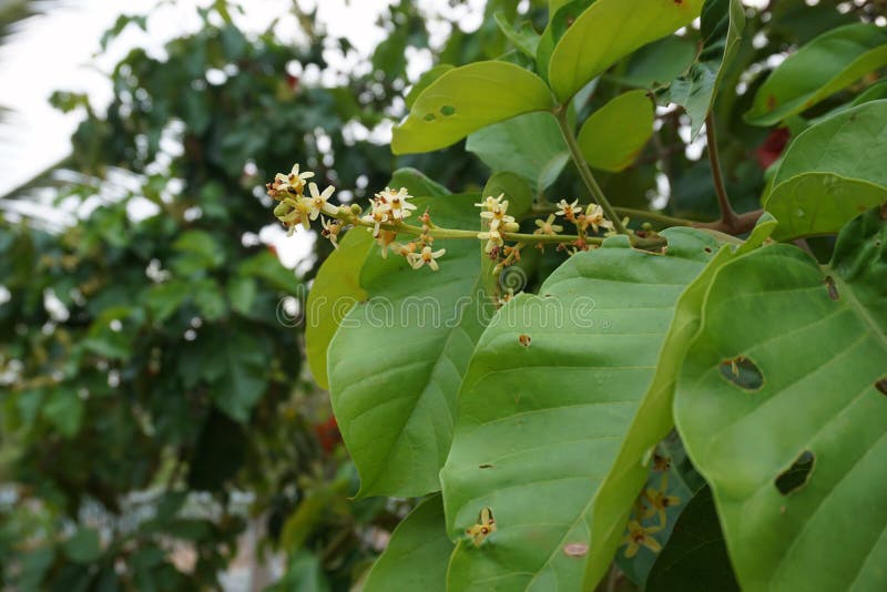 Group of santol flower stock image. Image of asia, sentol - 71994033
