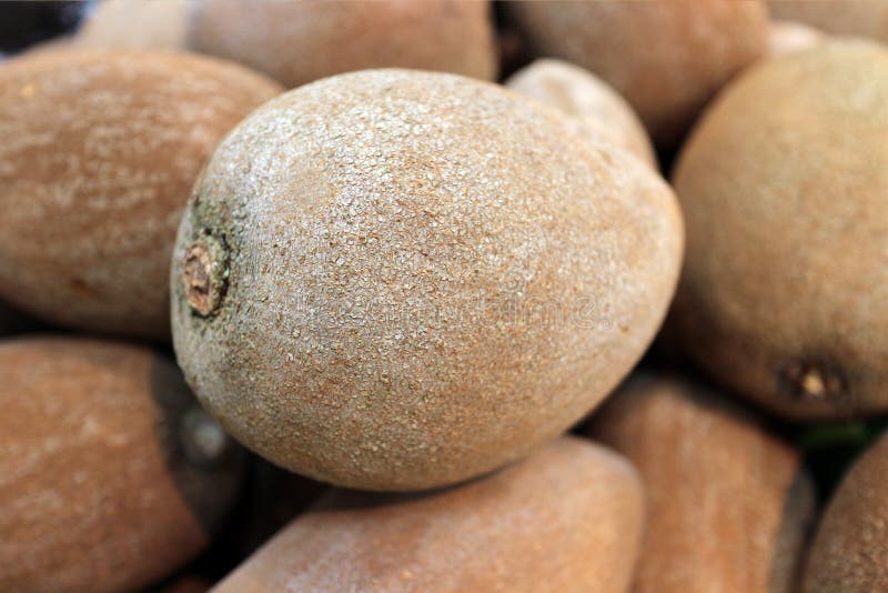 Sapoche Sapodilla Fruit Stock Photos - Free & Royalty-Free Stock Photos ...