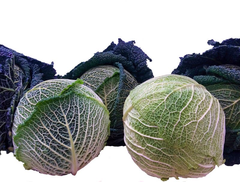 Group of Savoy Cabbage Isolated on White Stock Image - Image of food ...
