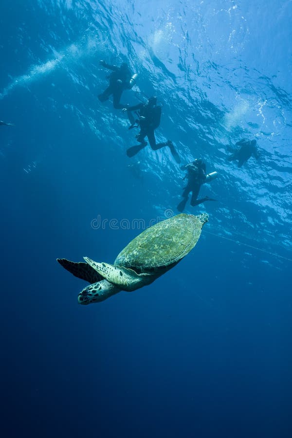 Group of Scuba Divers Chasing Sea Turtle Who Descent into the Deep Sea ...