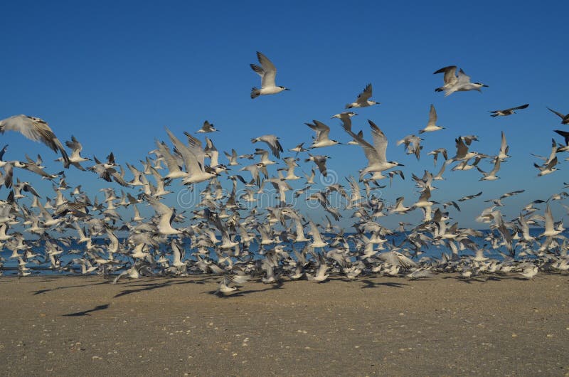 Group of Sea Birds Flying Over a Florida Beach Stock Photo - Image of ...