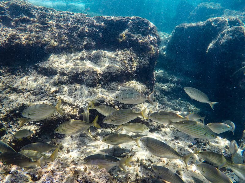 A Group of Sea Fish Swim Under the Water Near the Rocks Stock Photo ...