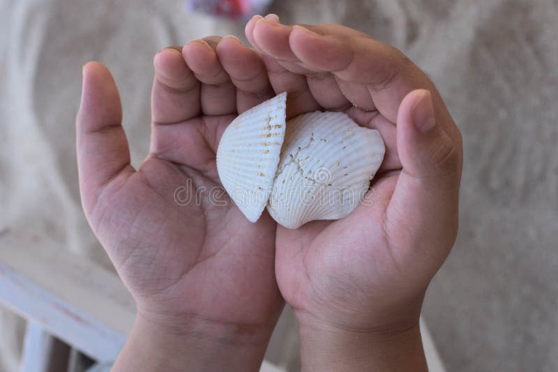 226 Group Sea Shell Hand Stock Photos - Free & Royalty-Free Stock ...