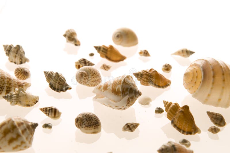 Group of Sea Shell Isolated on White Stock Image - Image of pattern ...