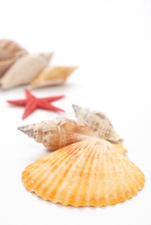 Sea Shells Vertical Arrangement Stock Photo - Image of shell ...
