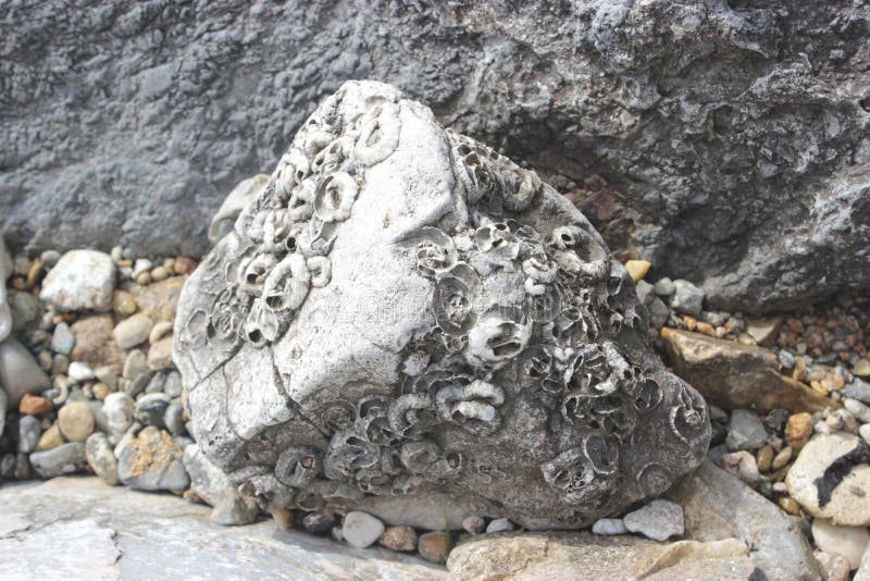 Group of Sea Shells on a Big Beach Stone Stock Image - Image of closeup ...