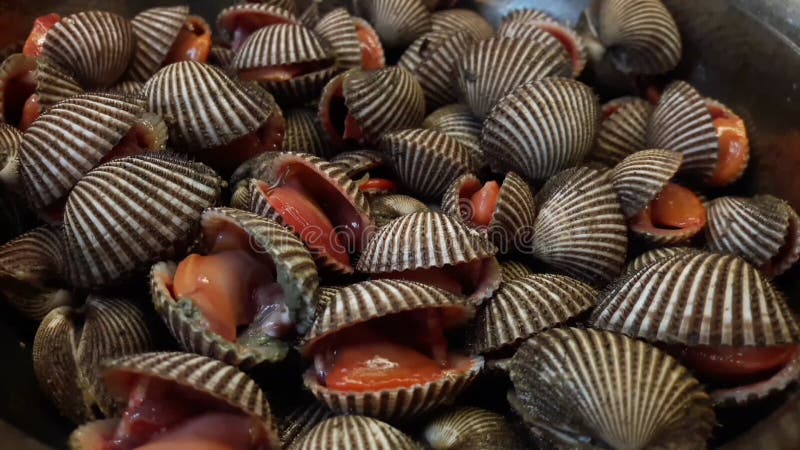 Group of Sea Shells in a Container Stock Video - Video of alive, shell ...
