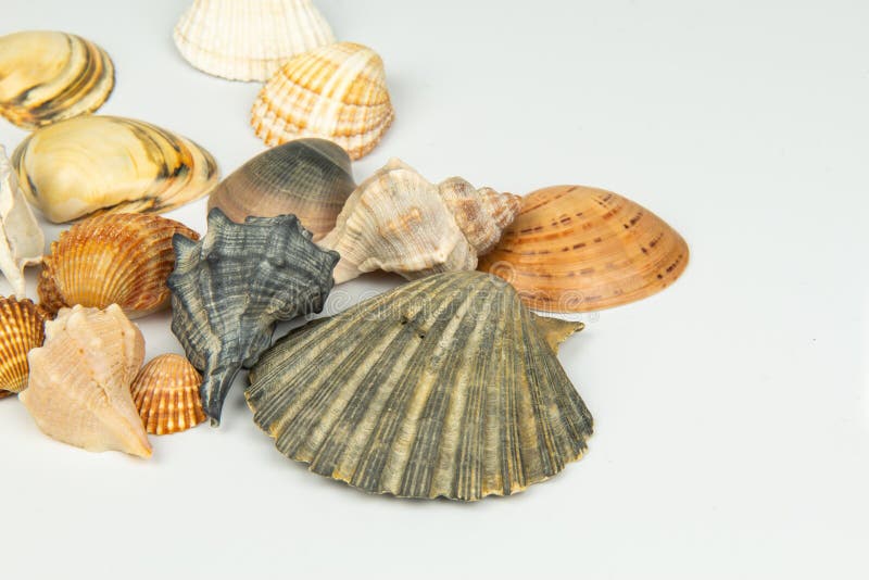 Group of Sea Shells of Different Crustaceans Stock Image - Image of ...