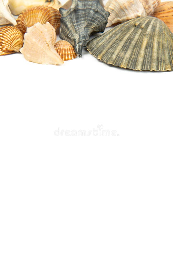Group of Sea Shells of Different Crustaceans Stock Image - Image of ...