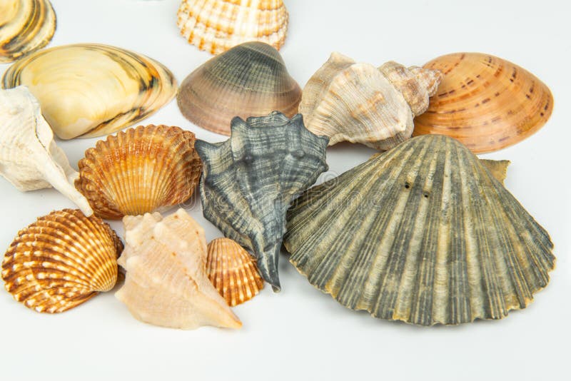 Group of Sea Shells of Different Crustaceans Stock Image - Image of ...