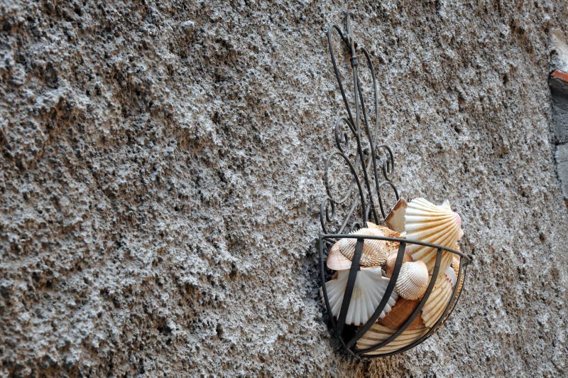 A Group of Sea Shells Hanging on the Wall Stock Image - Image of ...