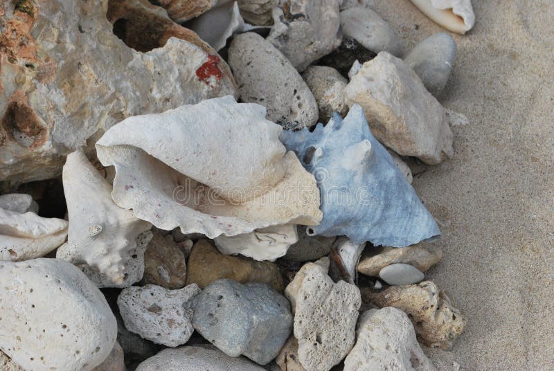 Group of Sea Shells with Sand Stock Image - Image of seashell, mollusk ...