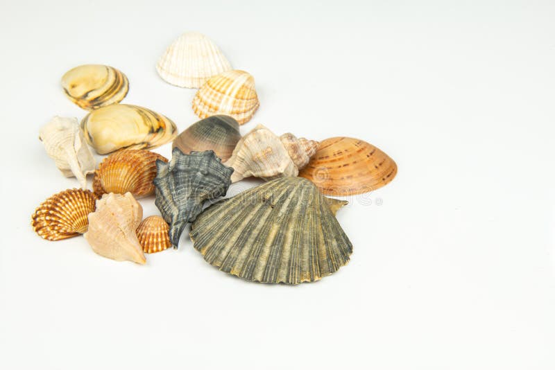 Group of Sea Shells of Different Crustaceans Stock Image - Image of ...