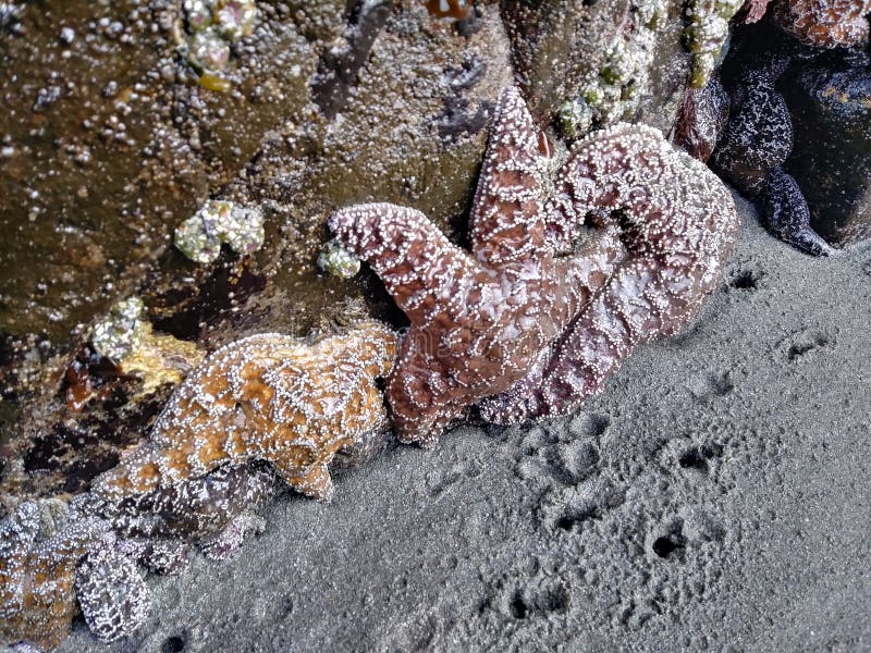 Safety in Numbers stock photo. Image of fish, tidepools - 169481084