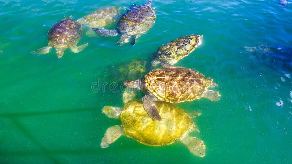 A Group of Sea Turtles, Close Up Stock Photo - Image of nature, giant ...