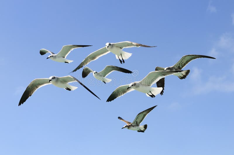 Group of seagull stock image. Image of flight, beak, seabird - 22609829