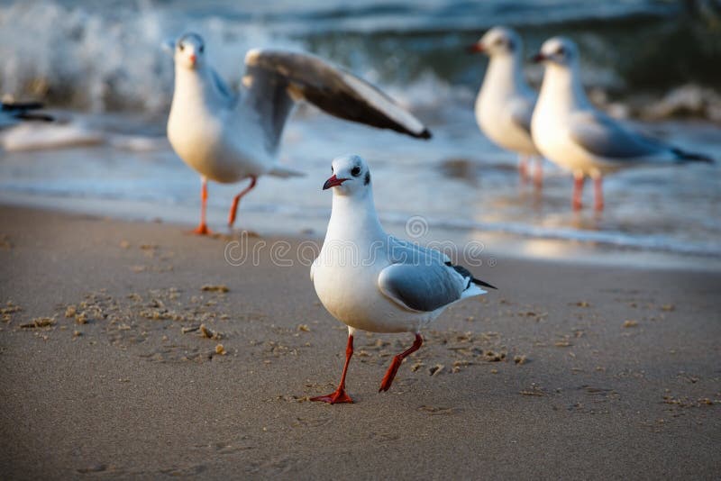 Group of Seagull on the Beach Stock Image - Image of animals, seabird ...