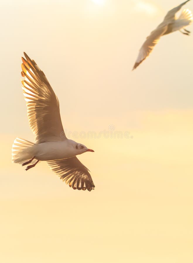 Group of seagull birds stock photo. Image of water, vertical - 33672040