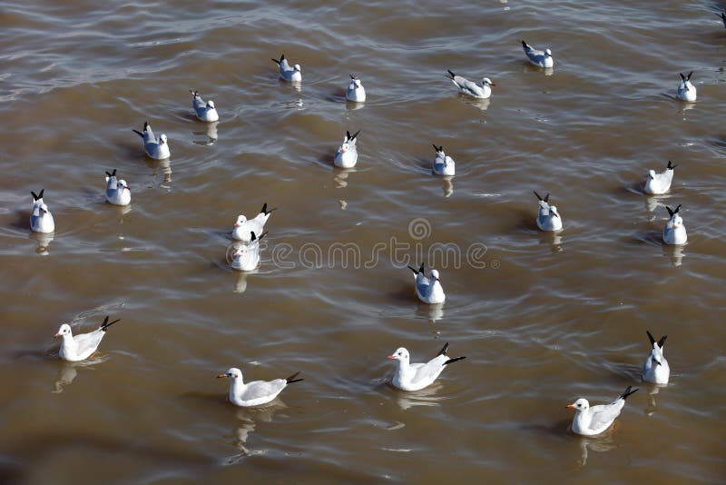 Group of Seagull stock image. Image of seabirds, water - 62681353