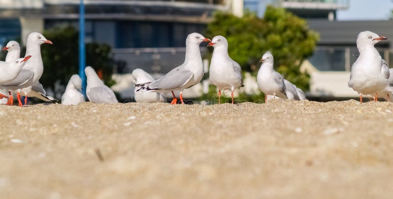 Group Seagull Standing in Line on Beach Stock Image - Image of ...