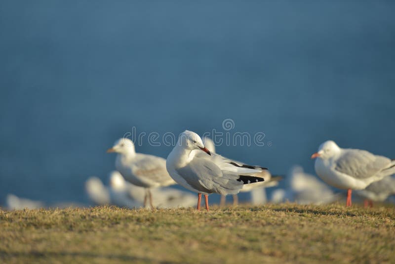 Group of seagulls stock image. Image of feather, freedom - 38193277