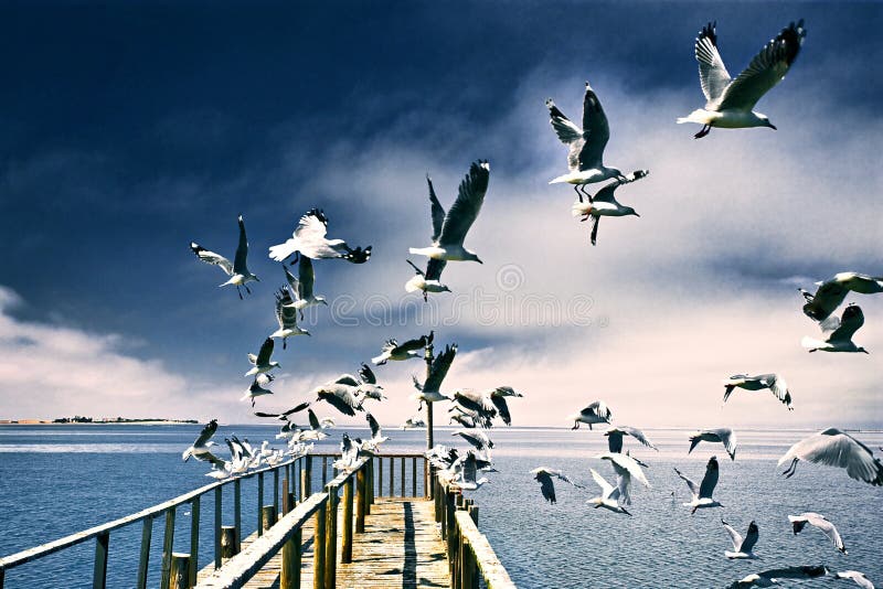 Group of Seagulls Flying Away Stock Photo - Image of animals, bird ...