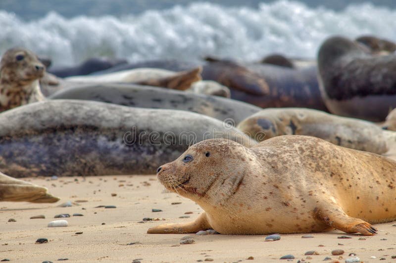 Group of Seals Basking in the Sun on a Sandy Beach, Overlooking the ...