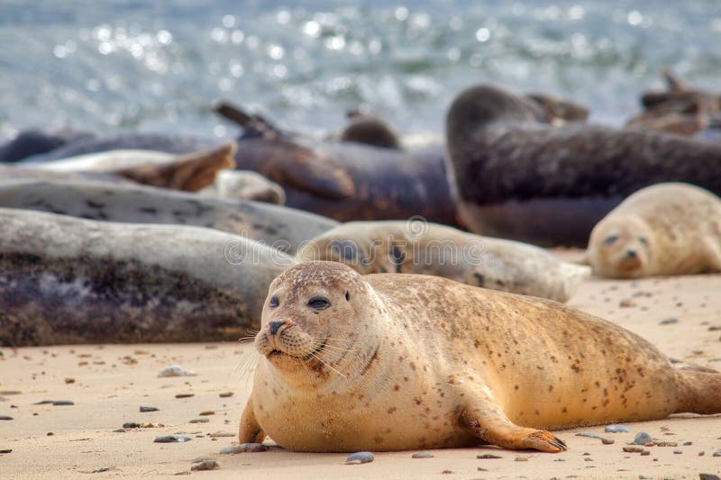 Group of Seals Basking in the Sun on a Sandy Beach, Overlooking the ...