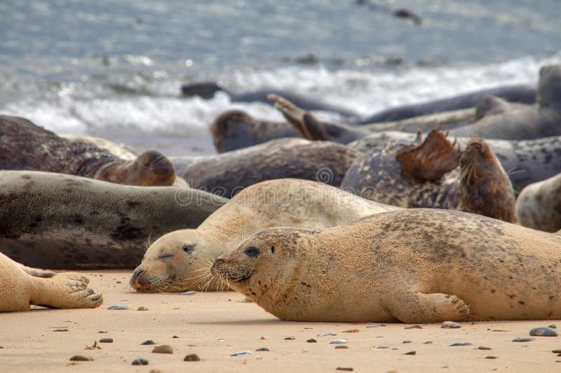 Group of Seals Basking in the Sun on a Sandy Beach, Overlooking the ...