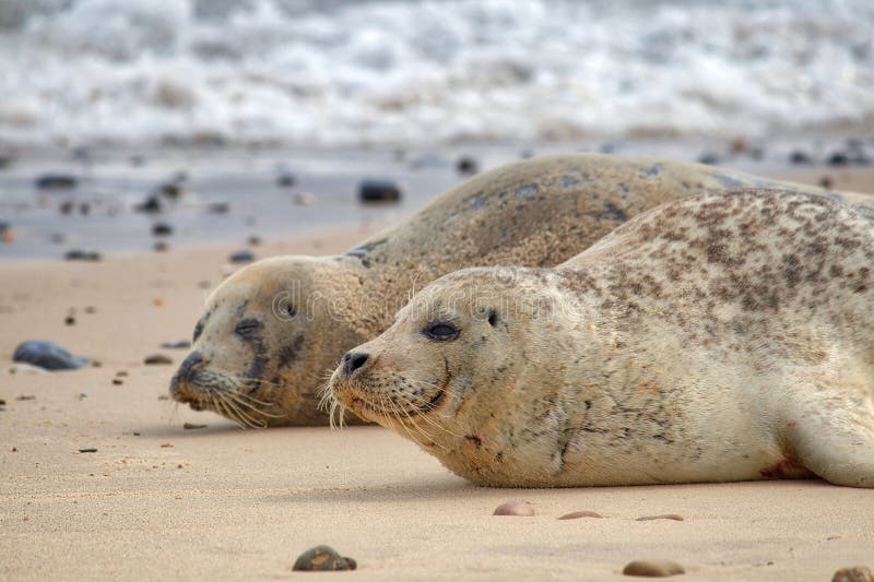 Group of Seals Basking in the Sun on a Sandy Beach, Overlooking the ...