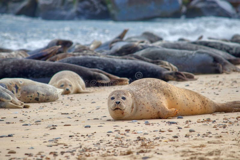 Group of Seals Basking in the Sun on a Sandy Beach, Overlooking the ...