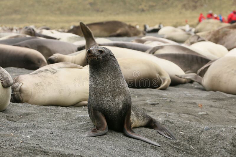 Group of Seals Congregating Together on a Sandy Beach Stock Photo ...