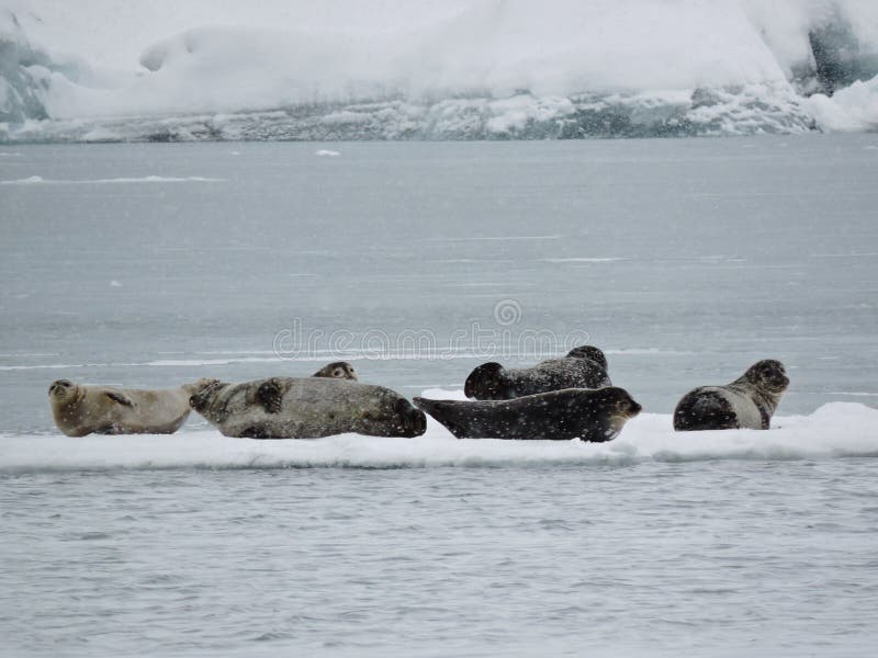Group of Seals on Iceberg, Iceland. Stock Image - Image of animals ...