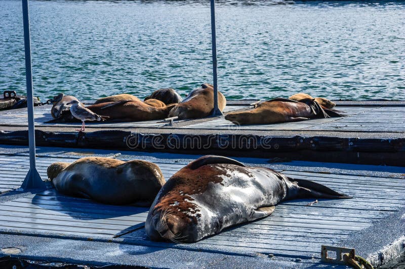 A Group of Seals are Laying on a Dock Stock Photo - Image of harbor ...