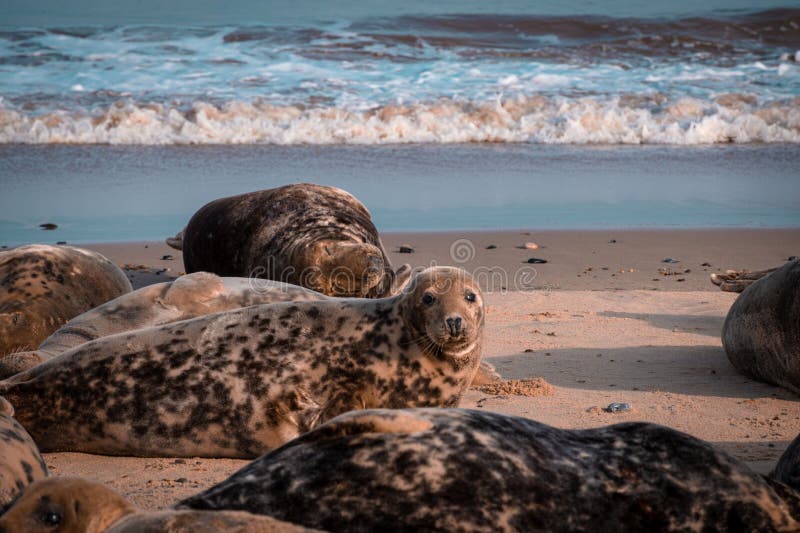 Group of Seals Lying on a Sun-drenched Beach, with Gentle Waves Lapping ...