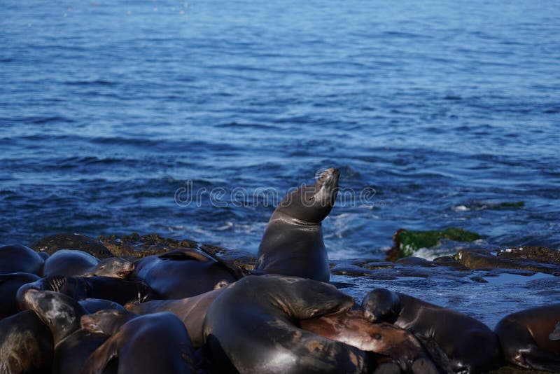 Group of Seals Resting on the Beach Rocks with Blue Ocean in Background ...