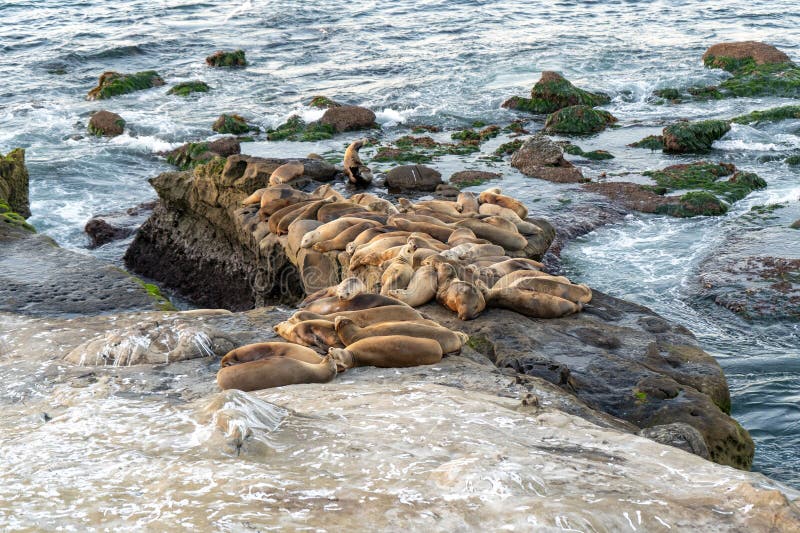 A Group of Seals are Resting on a Rocky Shore Stock Image - Image of ...