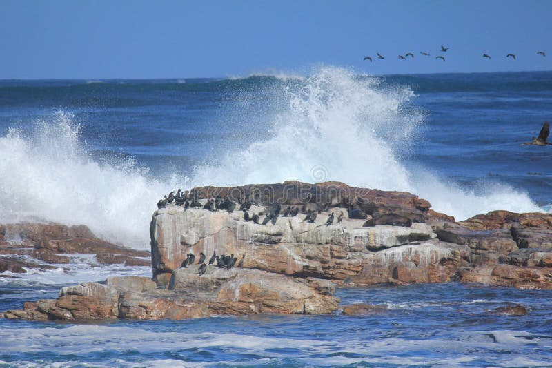 Group of seals on a rock stock image. Image of wildlife - 145507097