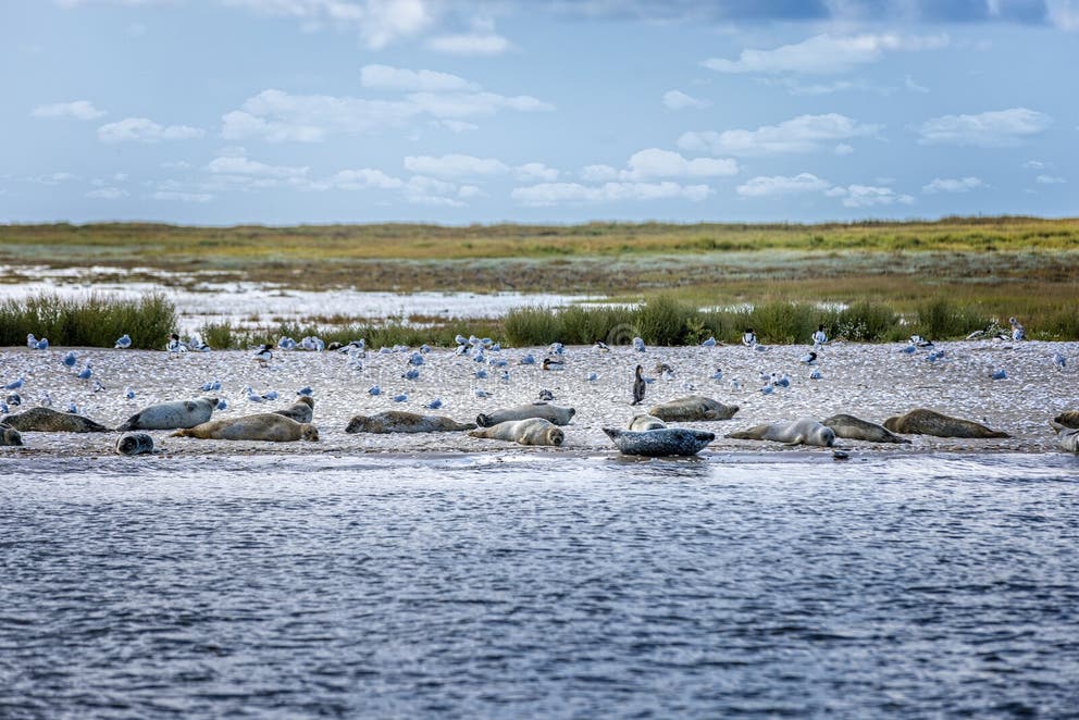Group of Seals on a Sandy Beach Stock Photo - Image of grey, seaside ...