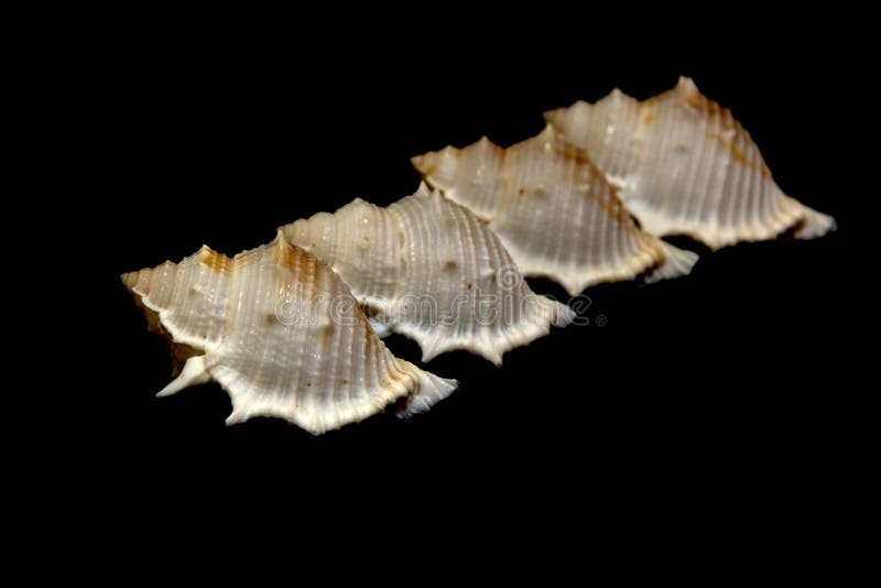 Pointy Seashell Stock Photos - Free & Royalty-Free Stock Photos from ...