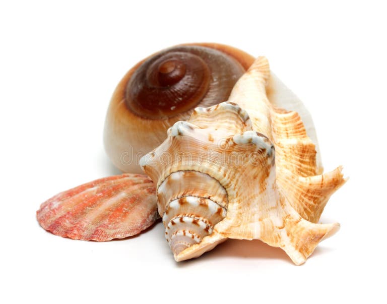 Group of seashells stock image. Image of concepts, cockle - 18400327