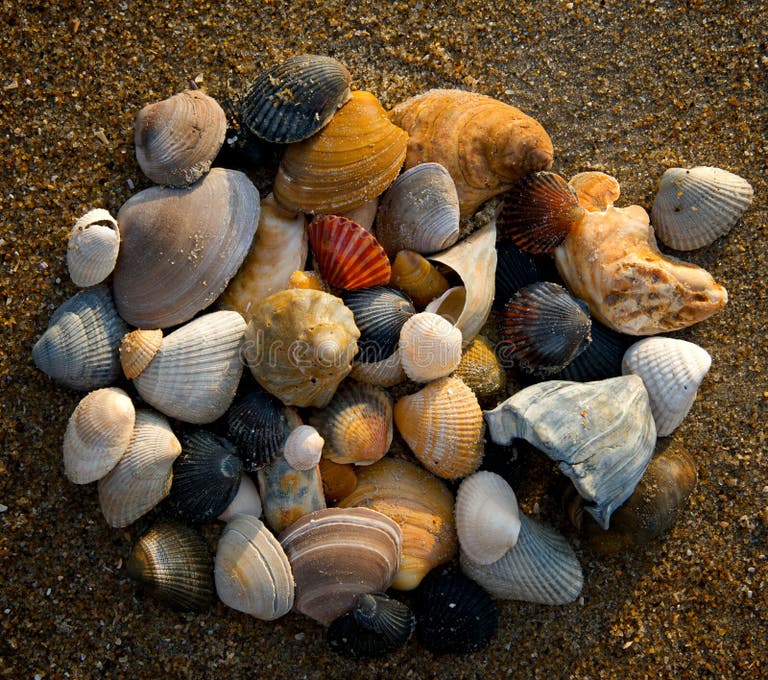 Group of Seashells on Beach Stock Photo - Image of beauty, nature: 9144110